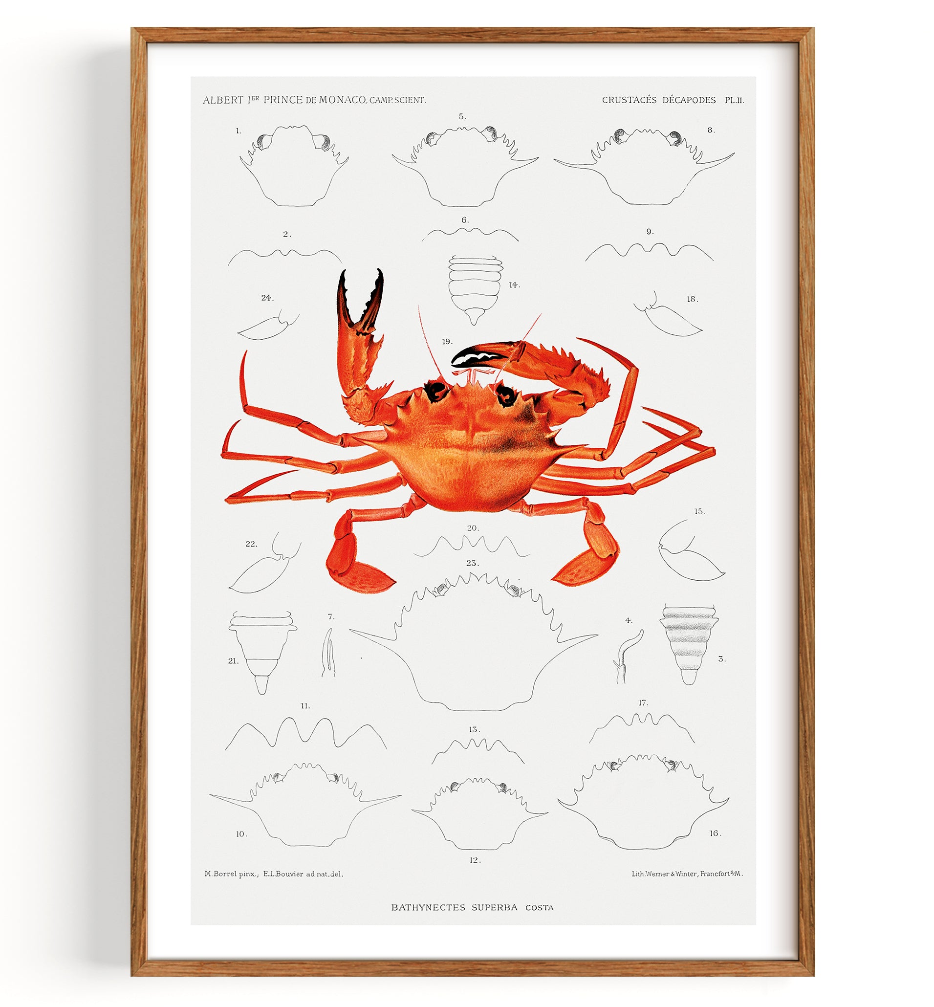 West African Brachyuran crab, Bathynectes piperitus vintage ...